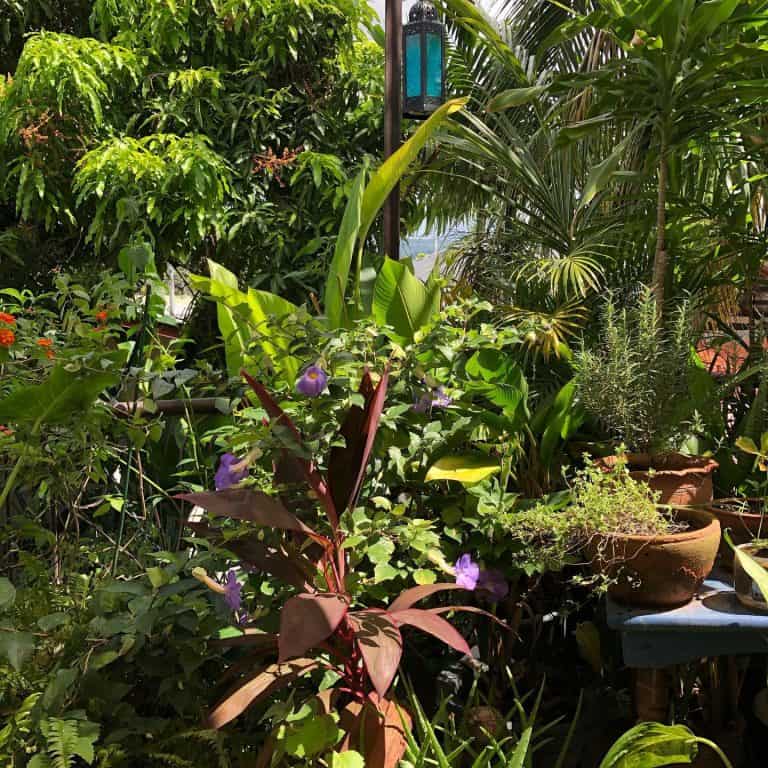 18 Tropical Garden Design Ideas