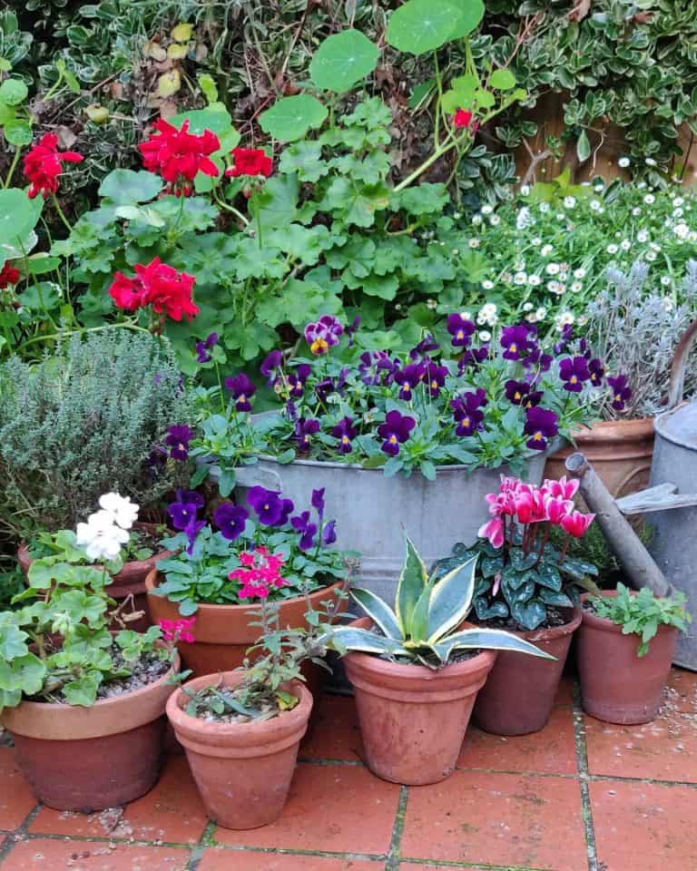23 Creative Container Garden Ideas - Trendey