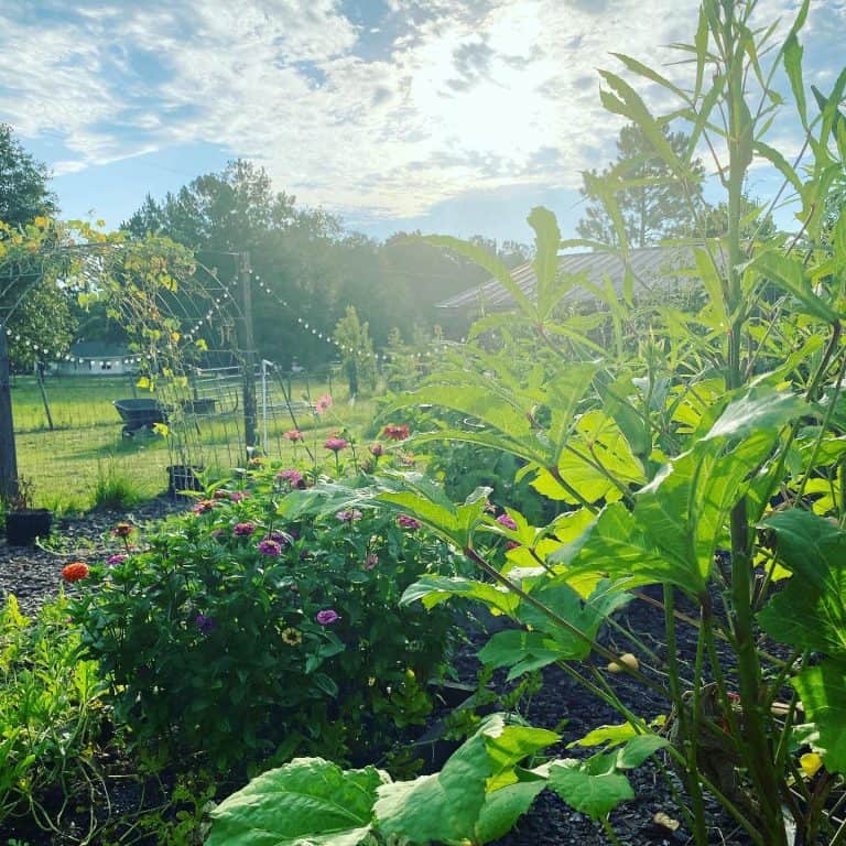 9 Florida Landscape Ideas for Your Backyard - Trendey