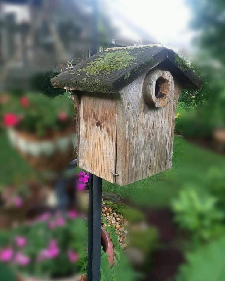 20 DIY Birdhouse Ideas for Your Yard - Trendey