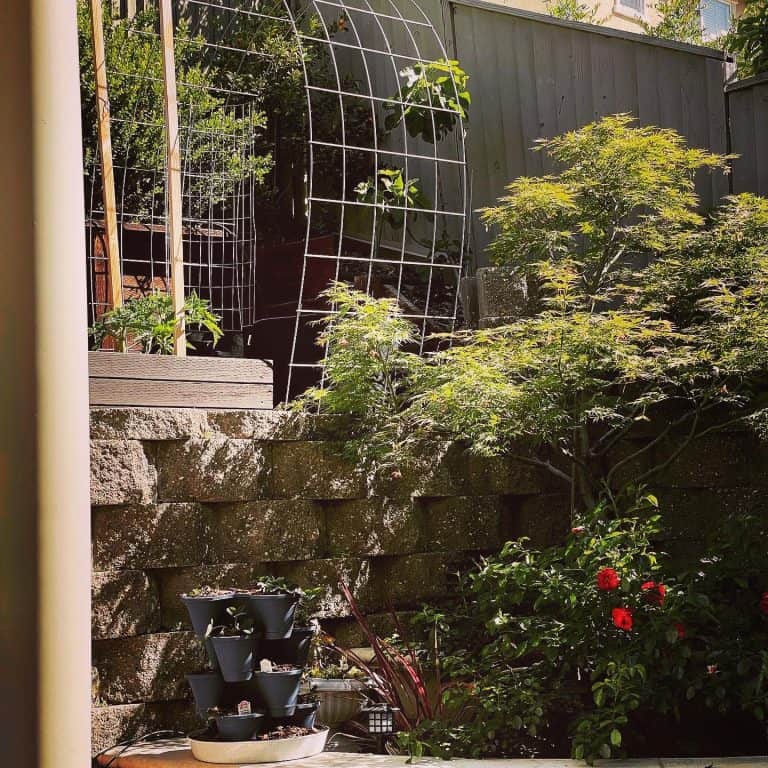 13 Trellis Ideas and Plant Structures for Your Garden