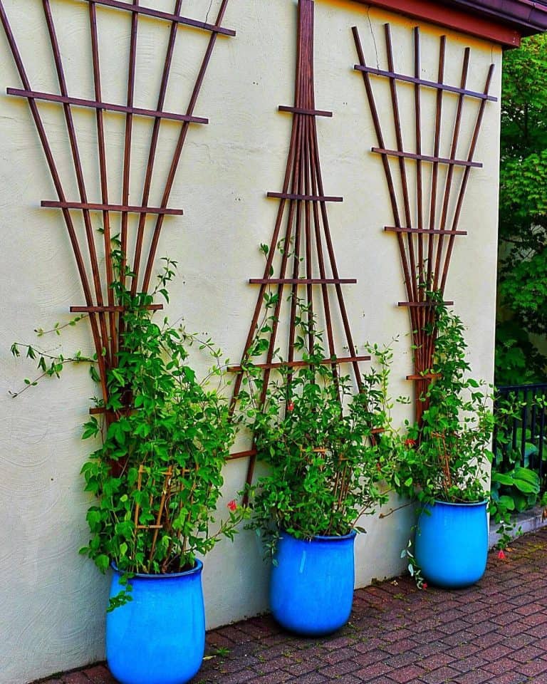 13 Trellis Ideas and Plant Structures for Your Garden