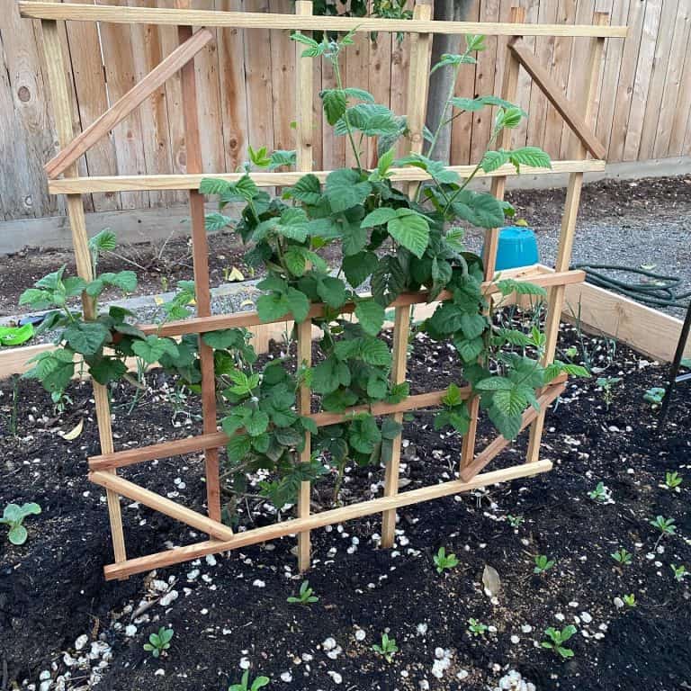13 Trellis Ideas and Plant Structures for Your Garden