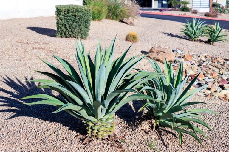25 Xeriscape Ideas for Your Yard - Trendey